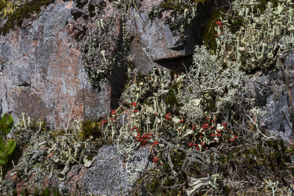 Intensitet - Grafik i Väst